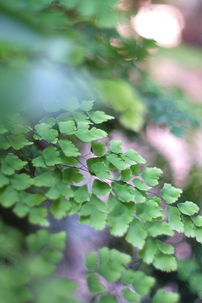 Folha Plantar - Foto gratuita no Pixabay - Pixabay