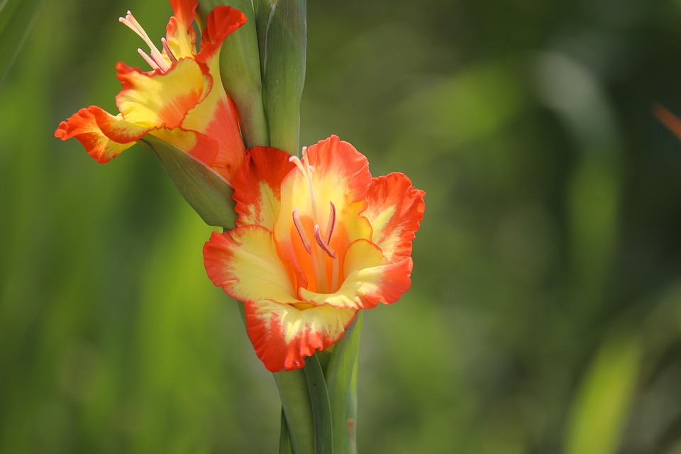 Flower Gladiolus Blossom - Free photo on Pixabay - Pixabay