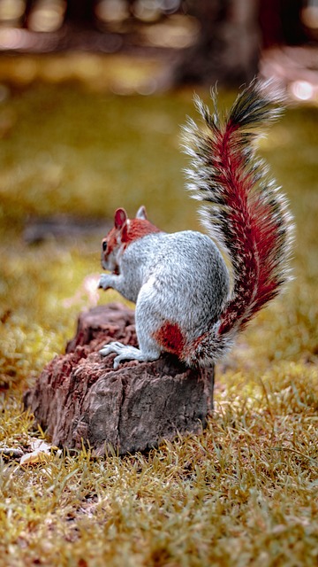 Ardilla Roedor Forrajeando - Foto gratis en Pixabay - Pixabay