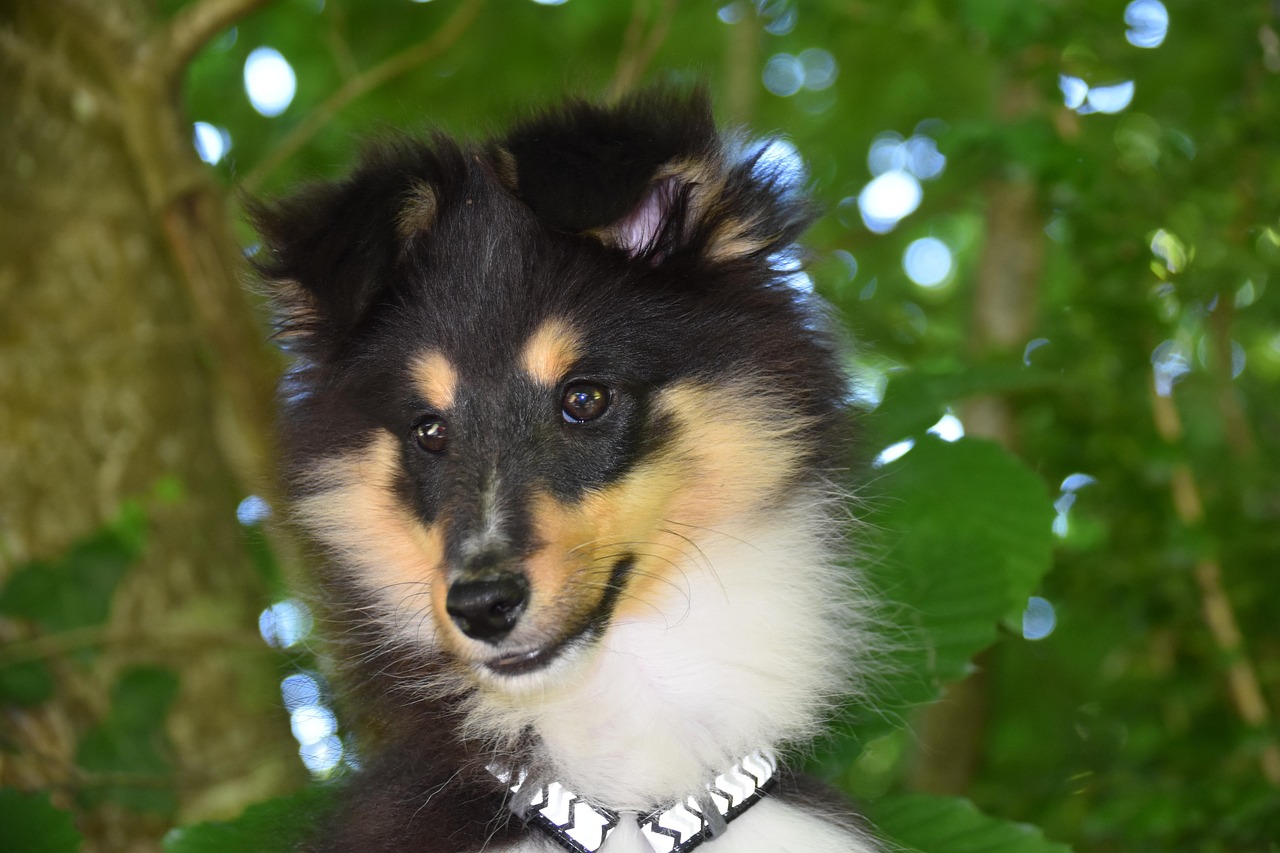 Sheltie Shetland Sheepdog Dog Baby - Free photo on Pixabay