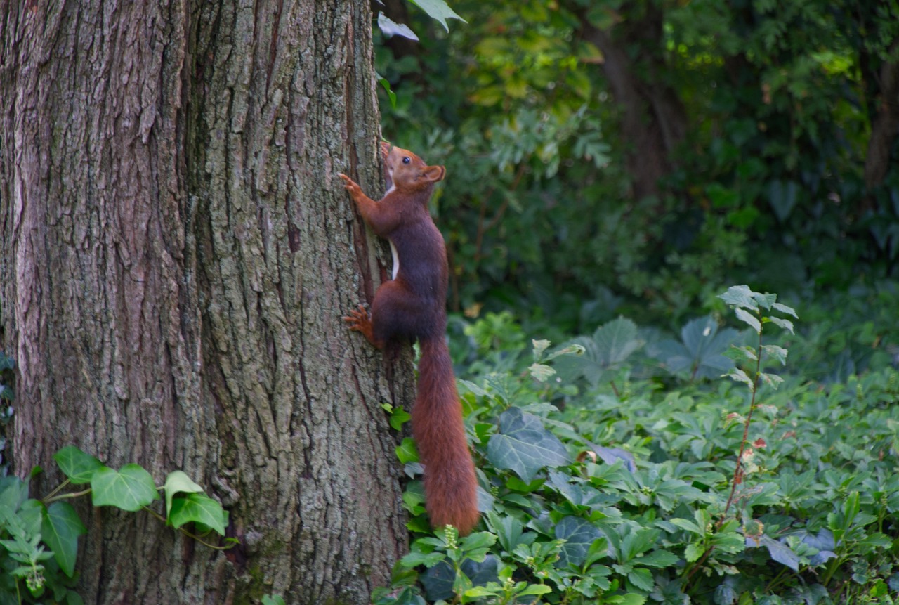 Eichhörnchen Nagetier Tierwelt - Kostenloses Foto auf Pixabay - Pixabay