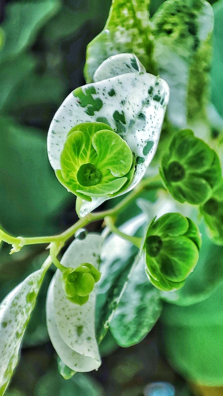 Flores Verde Natureza - Foto gratuita no Pixabay - Pixabay