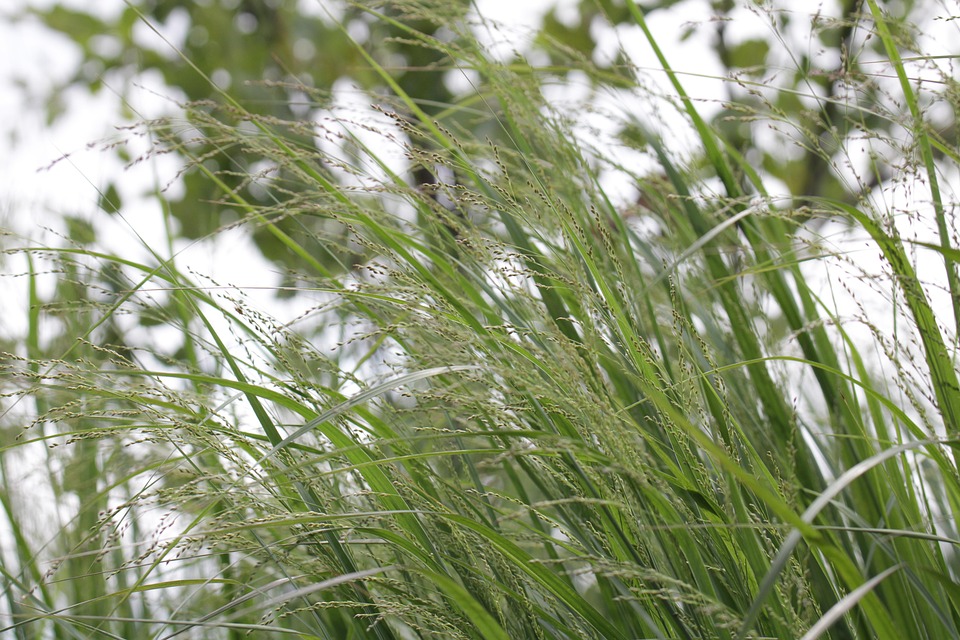 Gras Feld Wiese Hohes - Kostenloses Foto auf Pixabay - Pixabay
