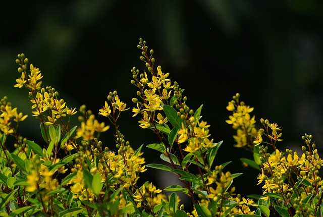 金色的Thryallis 花朵 花园 - Pixabay上的免费照片 - Pixabay
