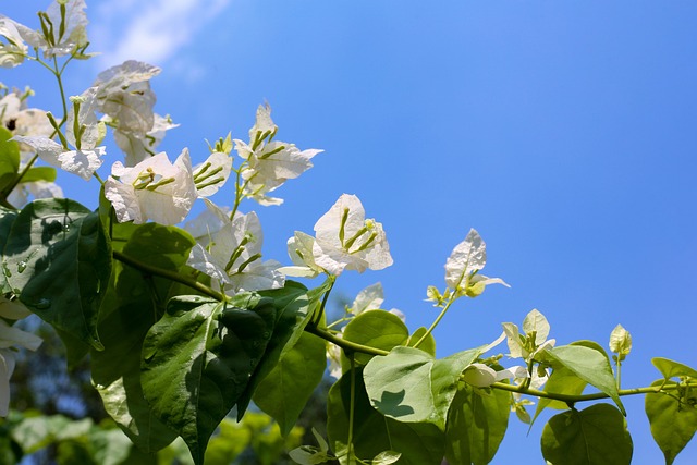 Bougainvillea Flowers Garden - Free photo on Pixabay
