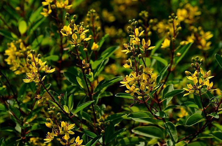 10+ Free Thryallis & Bloom Photos - Pixabay