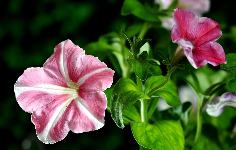 Petunia Bunga-Bunga Kebun - Foto gratis di Pixabay