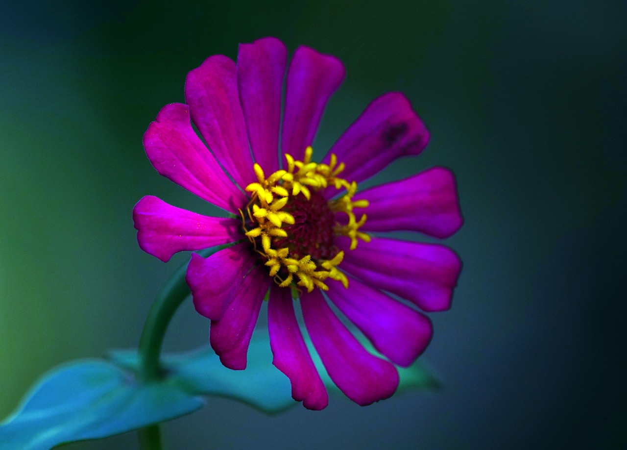 Zinnia Flor Purpura - Foto gratis en Pixabay - Pixabay