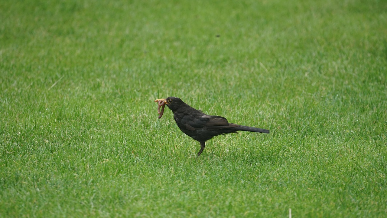 Myna Vogel Sitzend - Kostenloses Foto auf Pixabay - Pixabay