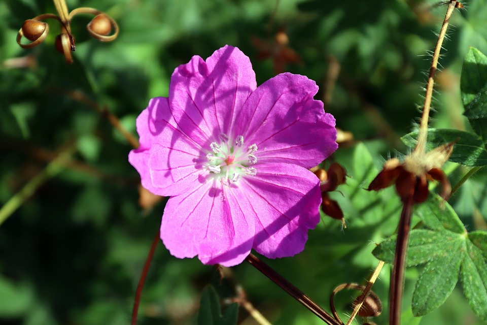 Geranium Ungu Bunga-Bunga - Foto gratis di Pixabay - Pixabay