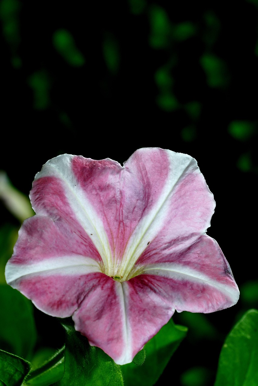 900+ Free Petunias & Nature Images - Pixabay