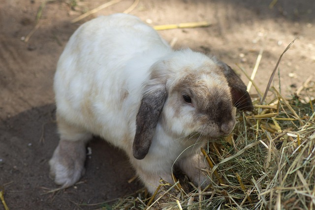 Hase Ohren Säugetier - Kostenloses Foto auf Pixabay - Pixabay