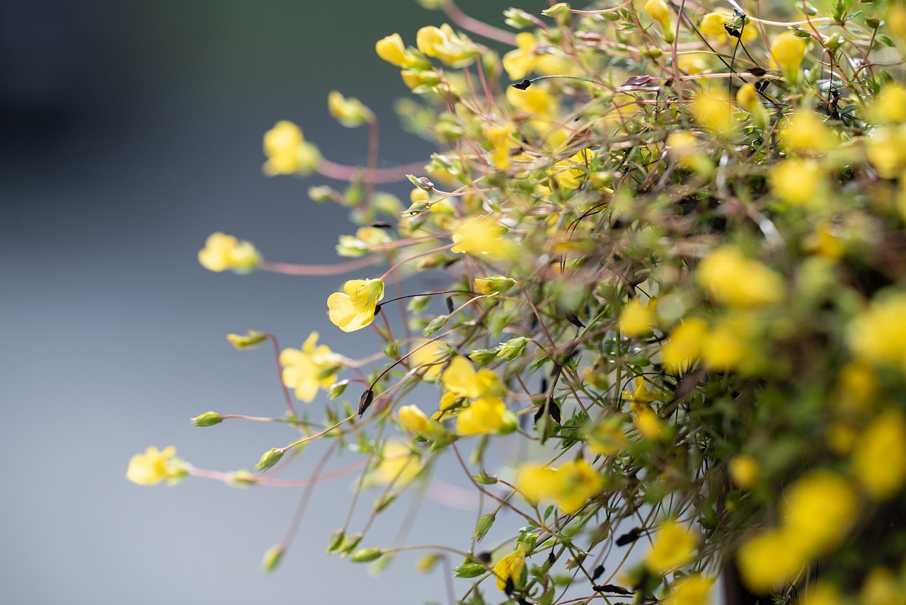Golden Thryallis Flowers Yellow - Free photo on Pixabay - Pixabay