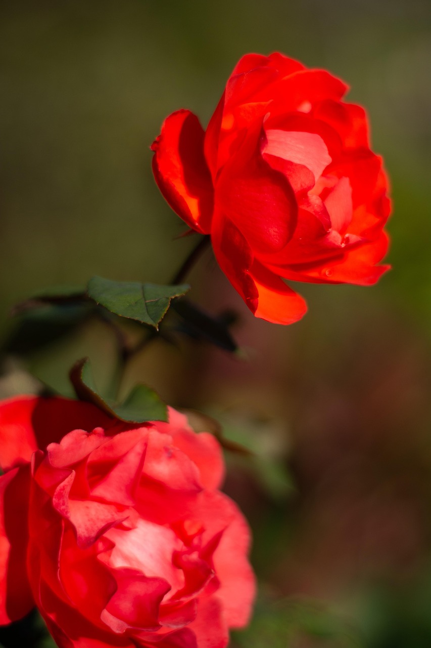 Roses Flowers Nature - Free photo on Pixabay - Pixabay