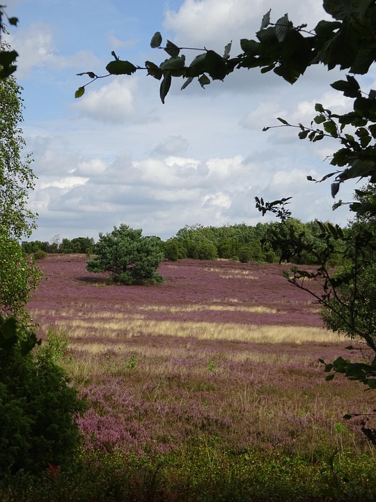Lüneburg Heath Pagan Heather - Free photo on Pixabay - Pixabay