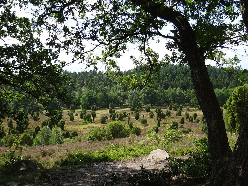 Lüneburg Heath Pagan Heather - Free photo on Pixabay - Pixabay