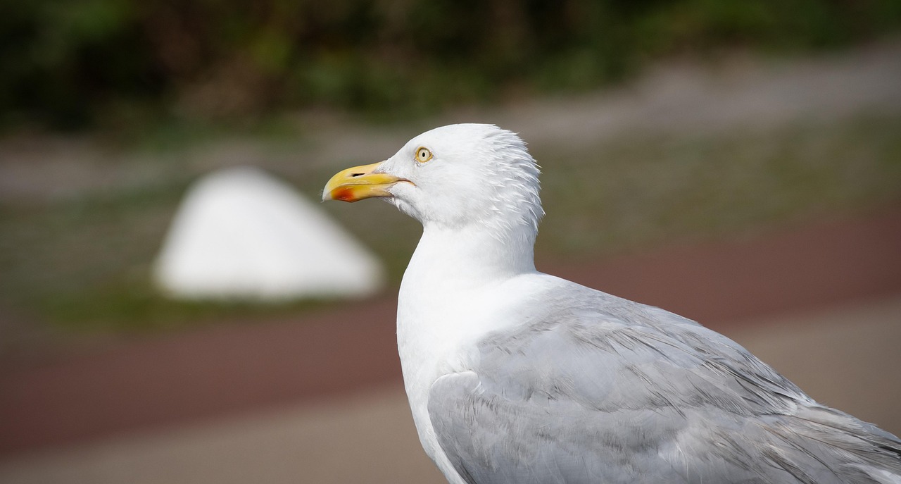 Seagull Bird Perched - Free photo on Pixabay - Pixabay