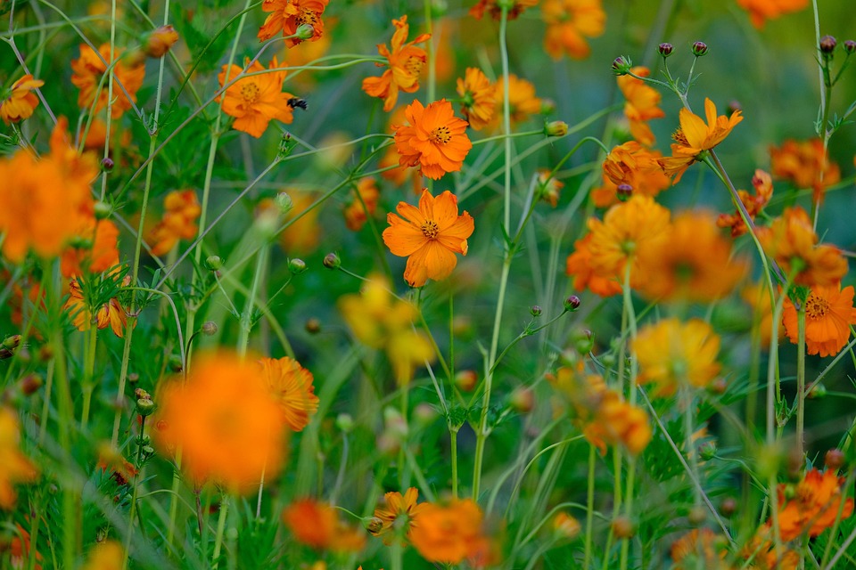 Blumen Kosmos Sulfureus - Kostenloses Foto auf Pixabay