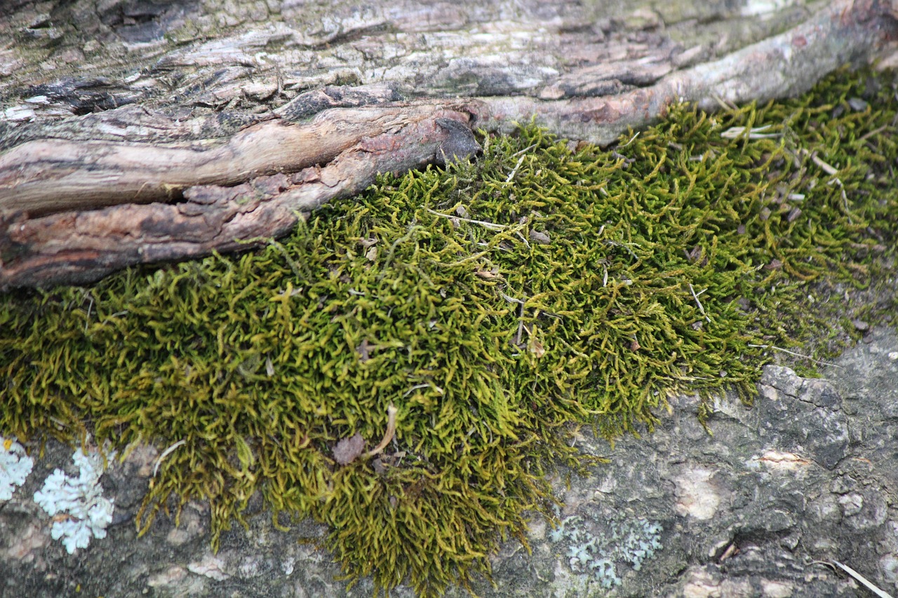 Mousse Nature Forêt - Photo gratuite sur Pixabay - Pixabay