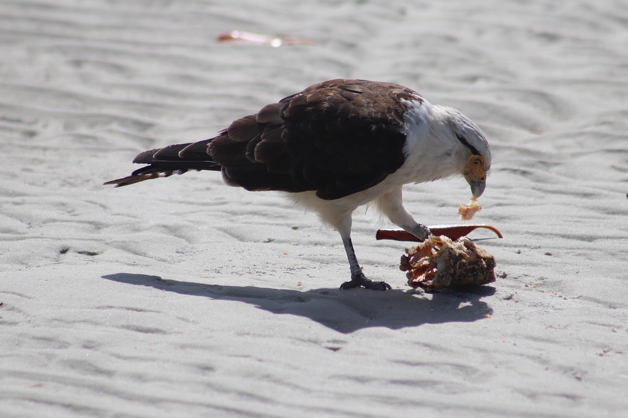 Bird Animal Eating - Free photo on Pixabay - Pixabay