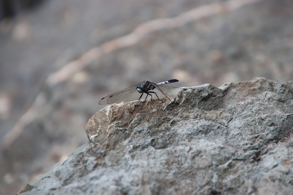Libelle Insekt Makro - Kostenloses Foto auf Pixabay - Pixabay