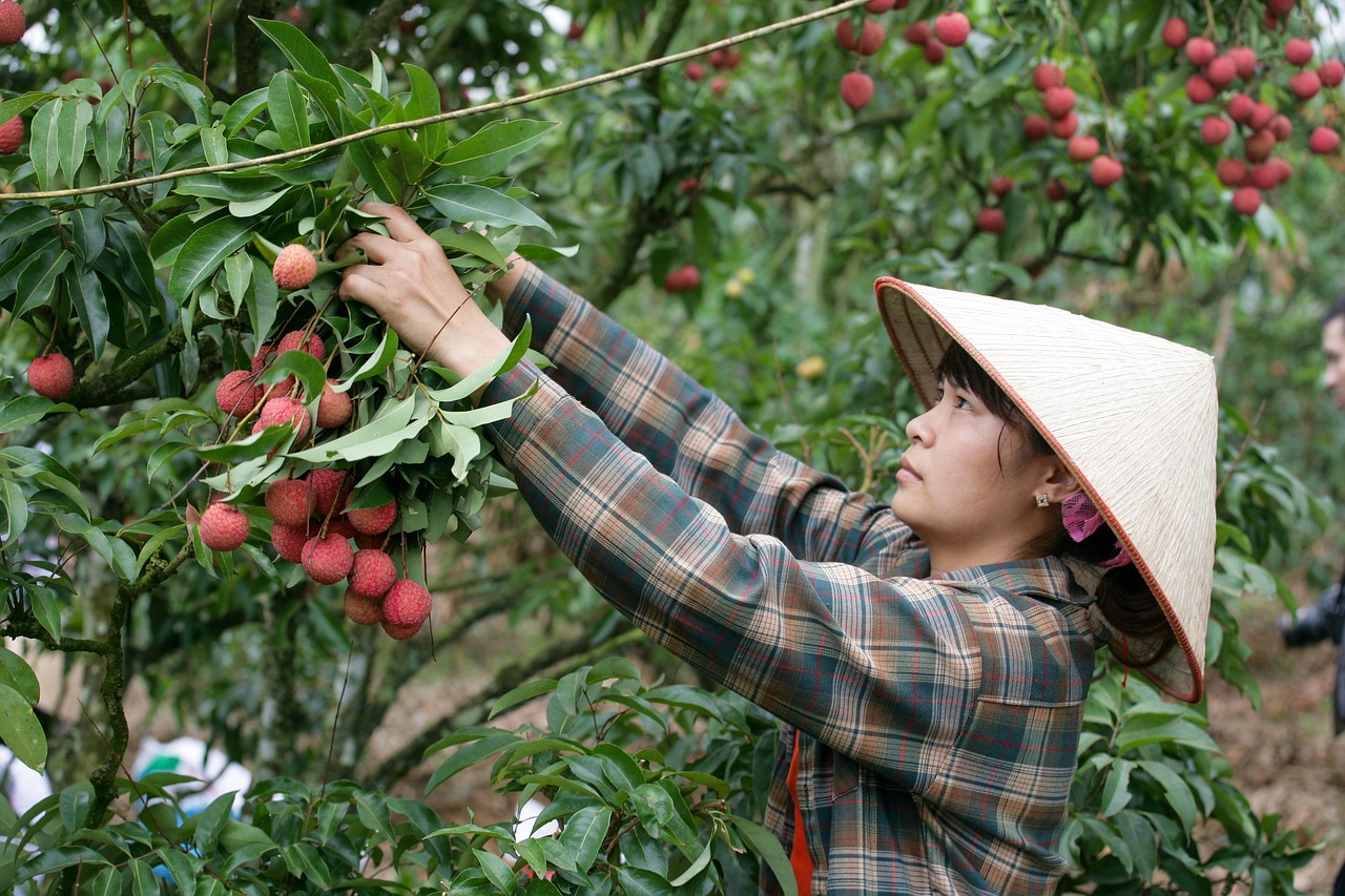 2,000+ Free Lychee Orchard & Lychee Images - Pixabay