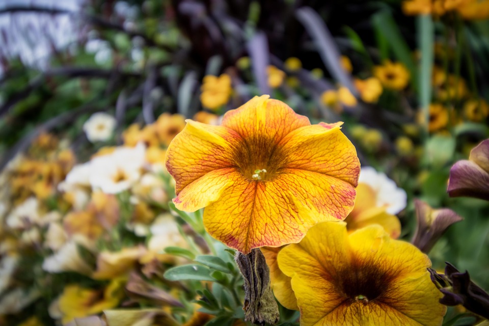 Petunias Flores De Color - Foto gratis en Pixabay - Pixabay