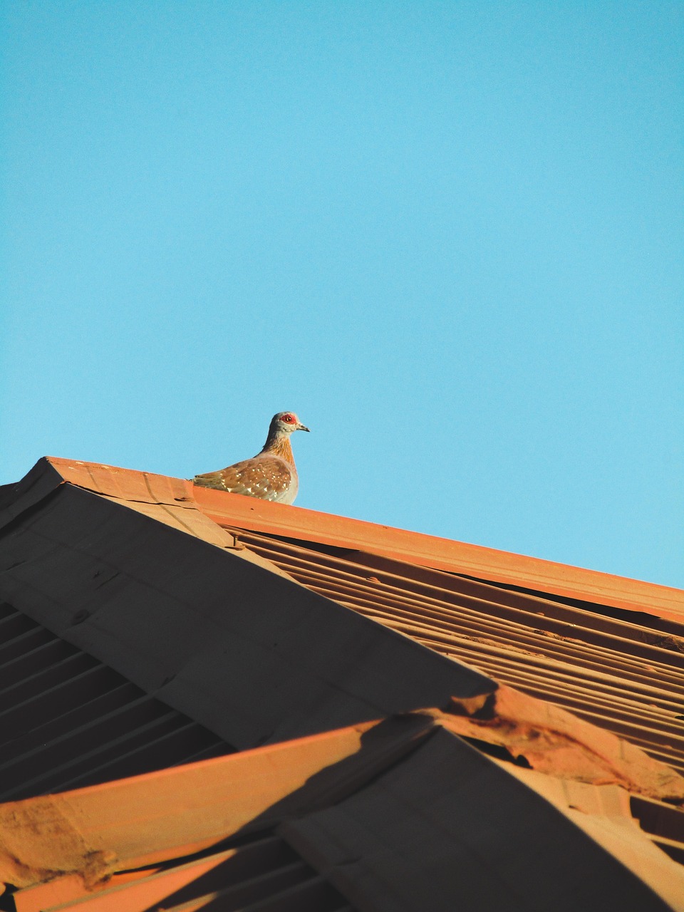 Merpati Biru Langit - Foto gratis di Pixabay - Pixabay