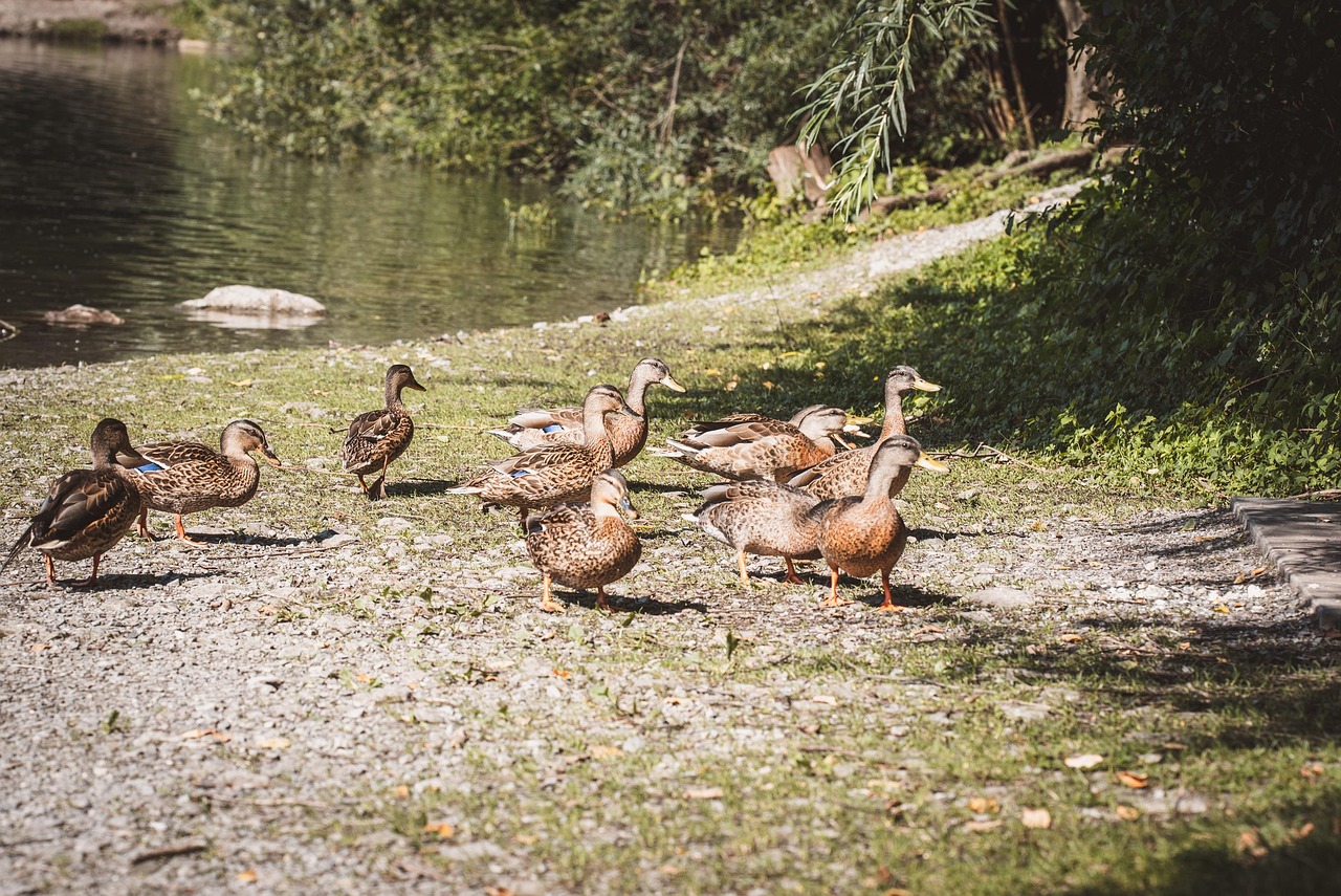 Ducks Animals Birds - Free photo on Pixabay - Pixabay