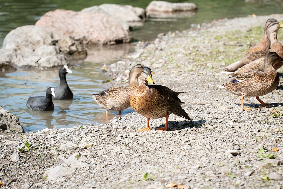 Ducks Animals Birds - Free photo on Pixabay - Pixabay
