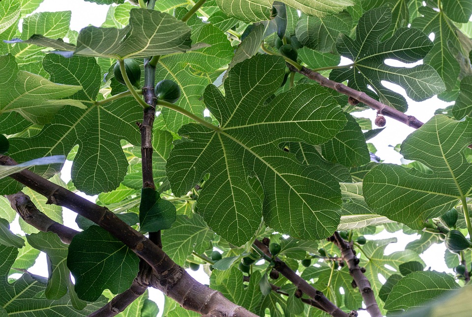 Fig Tree Leaves Green - Free photo on Pixabay - Pixabay