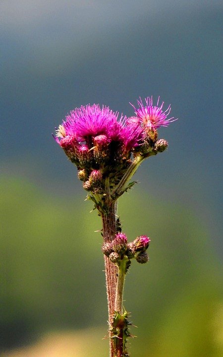 Thistle Flowers Plant Pink - Free photo on Pixabay - Pixabay