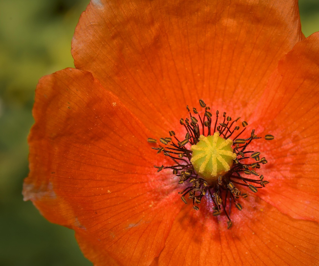 Opium Bunga Poppy Merah - Foto gratis di Pixabay - Pixabay