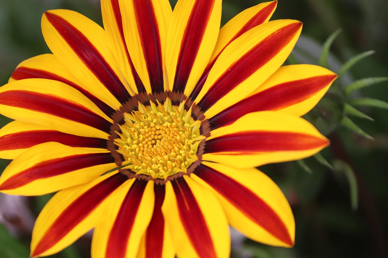 African Daisy Flower Gazania - Free photo on Pixabay - Pixabay