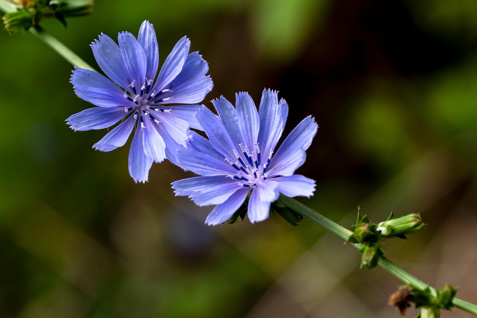 Chicory Flowers Garden Purple - Free photo on Pixabay - Pixabay
