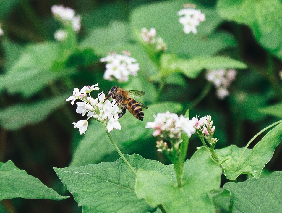 Bee Flowers Pollination - Free photo on Pixabay
