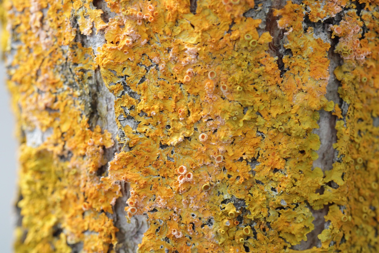 Écorce D'Arbre Mousse Jaune - Photo gratuite sur Pixabay - Pixabay
