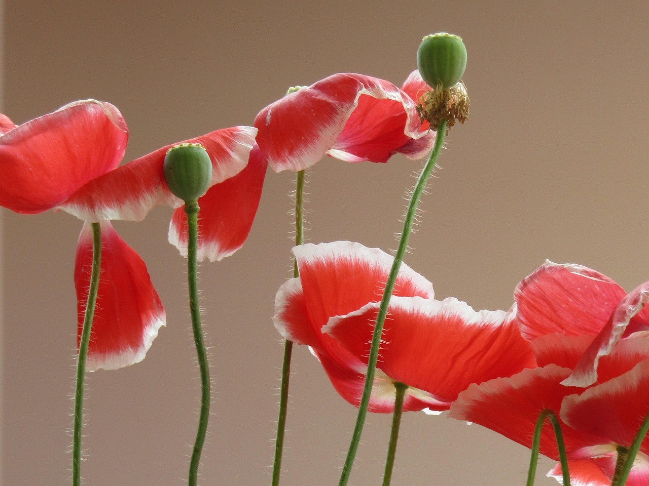 Common Poppies Red - Free photo on Pixabay - Pixabay