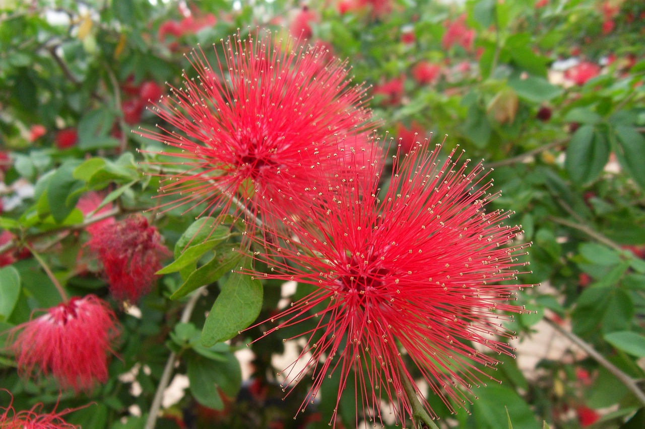 Bottlebrushes Arbustes Callistemon - Photo gratuite sur Pixabay - Pixabay
