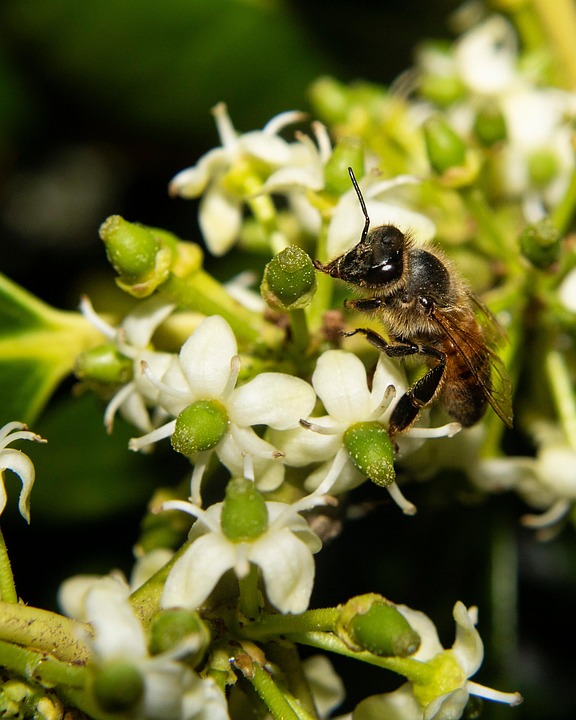 Bee Insect Pollinate - Free photo on Pixabay - Pixabay