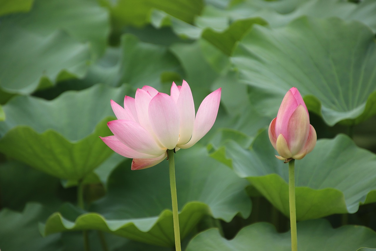 Lotus Bourgeon Fleur De - Photo gratuite sur Pixabay - Pixabay