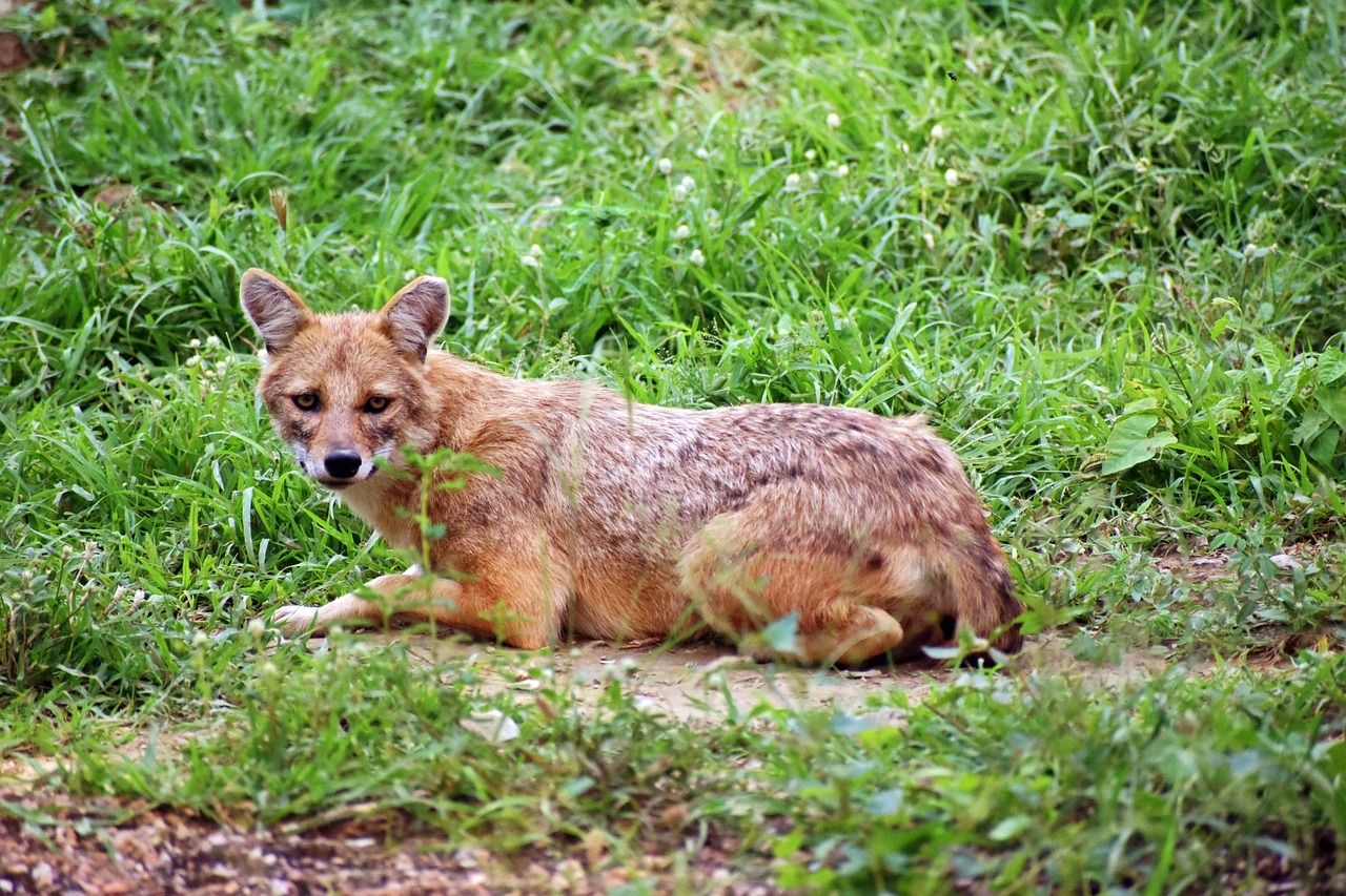 Fox Animal Canine - Free photo on Pixabay - Pixabay