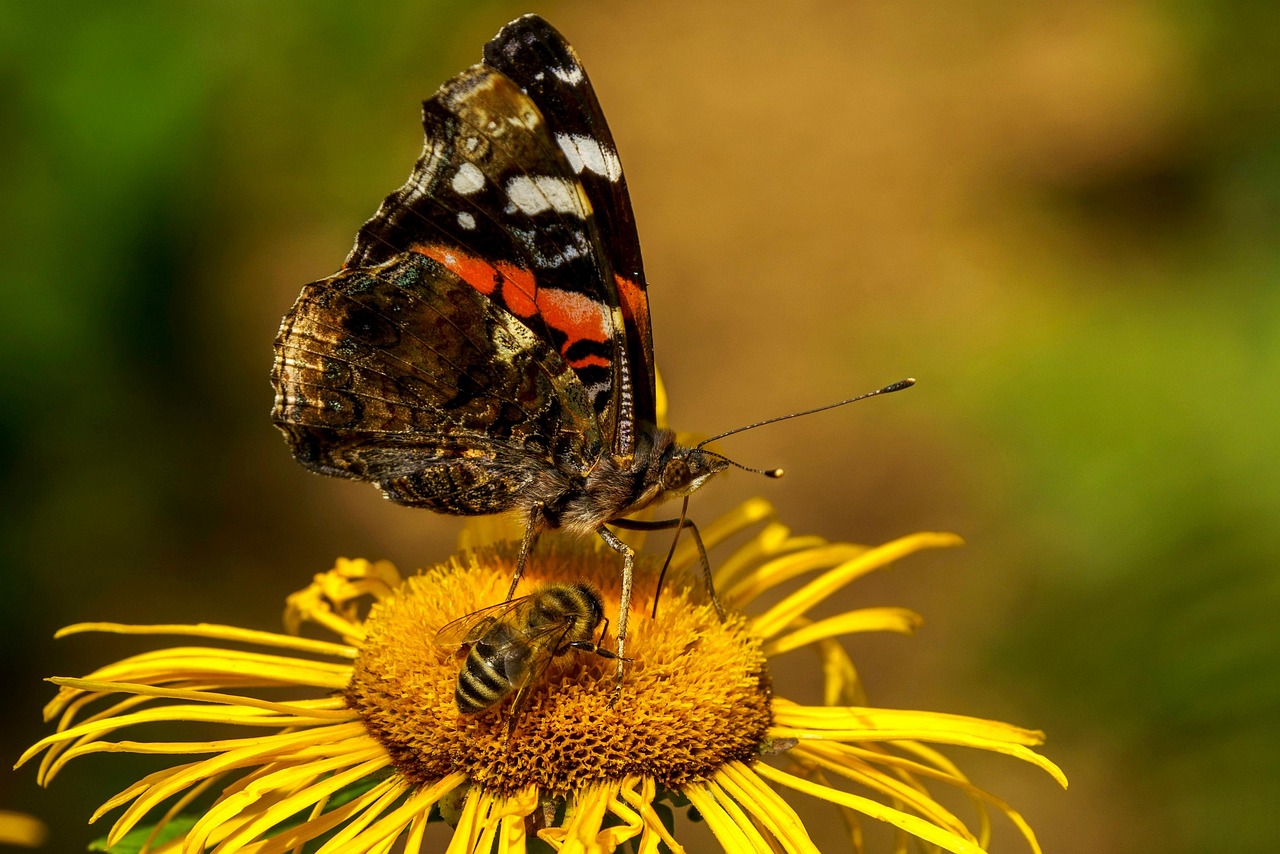 Butterfly Pollination Bee - Free photo on Pixabay