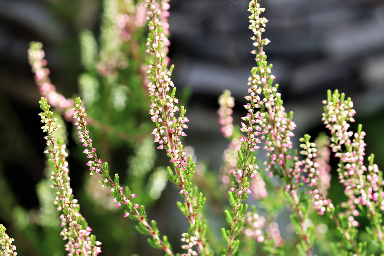 Heather Blossom Flower - Free photo on Pixabay