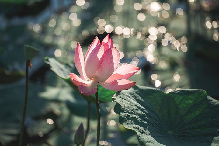 9,000+ Lotus Flower Pictures and Photos in Hi-Res