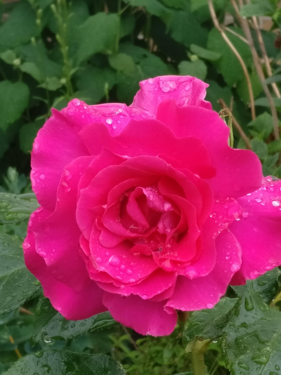 Rose Garden Free Photo On Pixabay Pixabay
