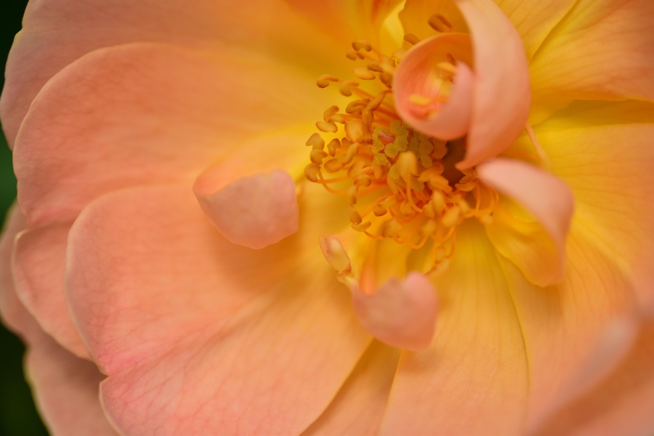 Rose Flower Polen - Free photo on Pixabay - Pixabay