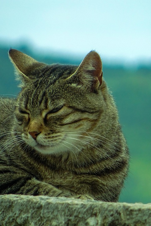 Cat Tigré Animal De Compagnie - Photo gratuite sur Pixabay - Pixabay