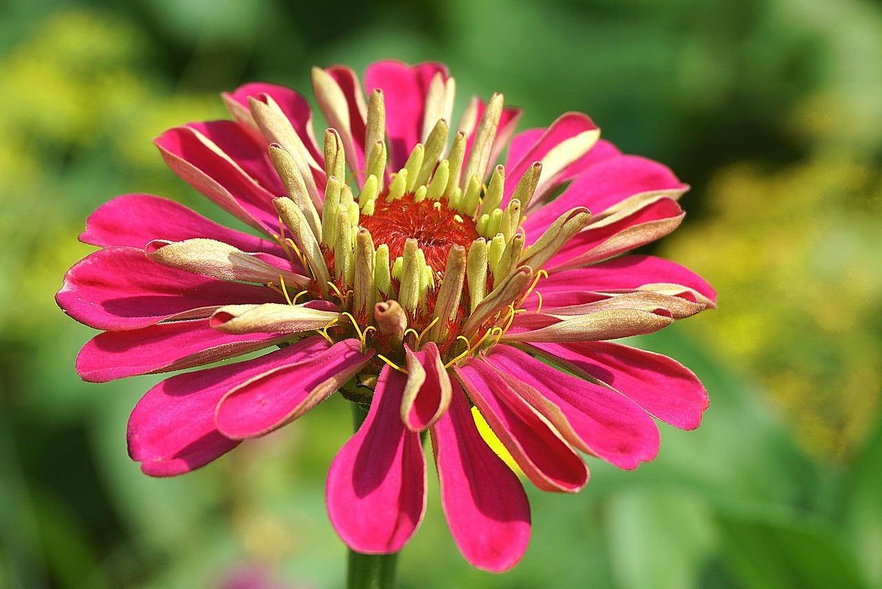 Zinnie Blume Garten Lila - Kostenloses Foto auf Pixabay