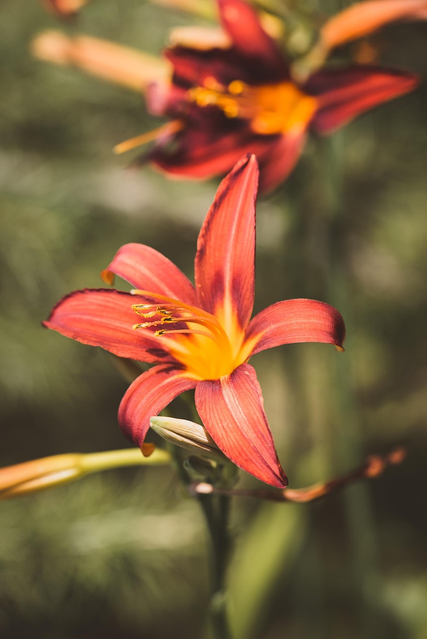 Más de 800 imágenes gratis de Azucenas y Naturaleza - Pixabay